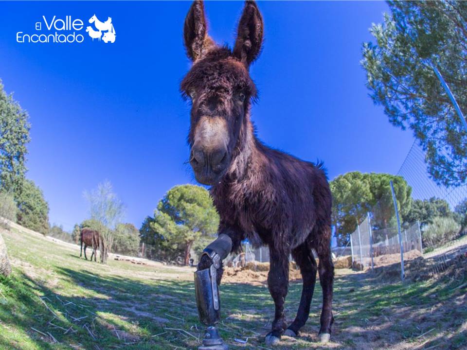 La mirada de los niños, allí donde el cordero mora con el león – Culturamas